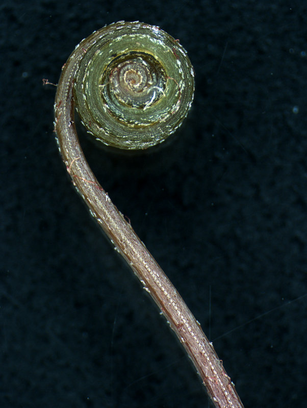 Schizaea bifida - The University of Auckland